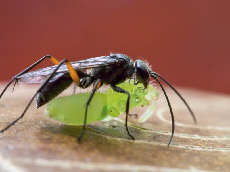 Black Predator Wasp with Prey Stock Photo - Image of hymenoptera, macro ...