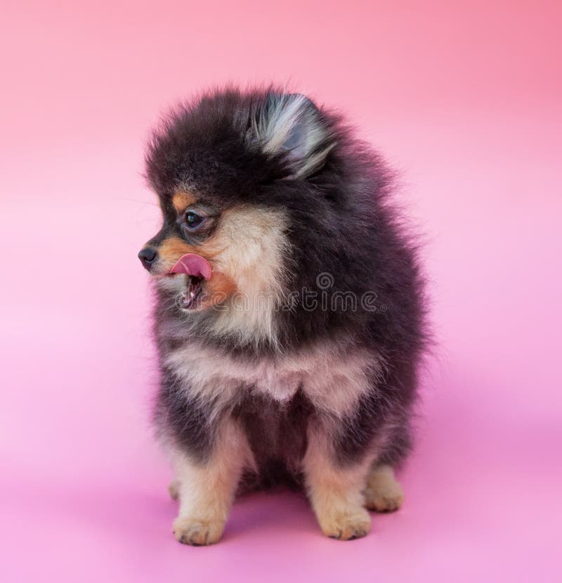 273 Pretty Pomeranian Pink Stock Photos - Free & Royalty-Free Stock ...