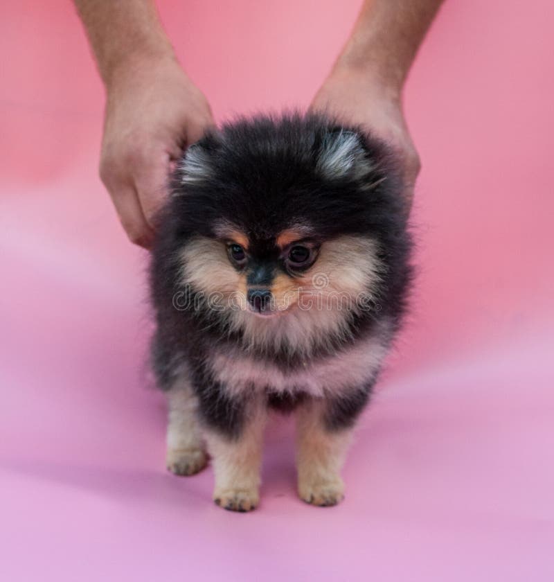 273 Pretty Pomeranian Pink Stock Photos - Free & Royalty-Free Stock ...