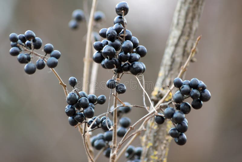 Black Privet Berries Ligustrum Vulgare. Stock Photo - Image of branch ...