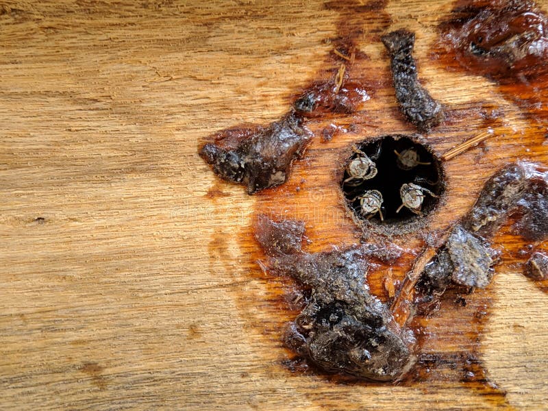 Black Propolis on the Bee Hive. Stock Photo - Image of honeycomb ...