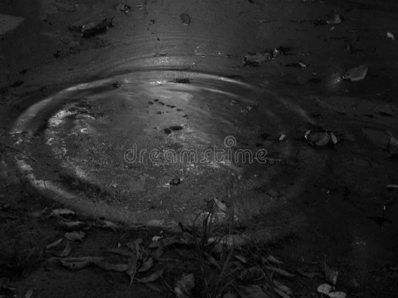 Black Puddle stock image. Image of leaves, fish, puddle - 254359611