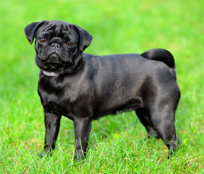 Wild young pug stock photo. Image of female, running - 12256220