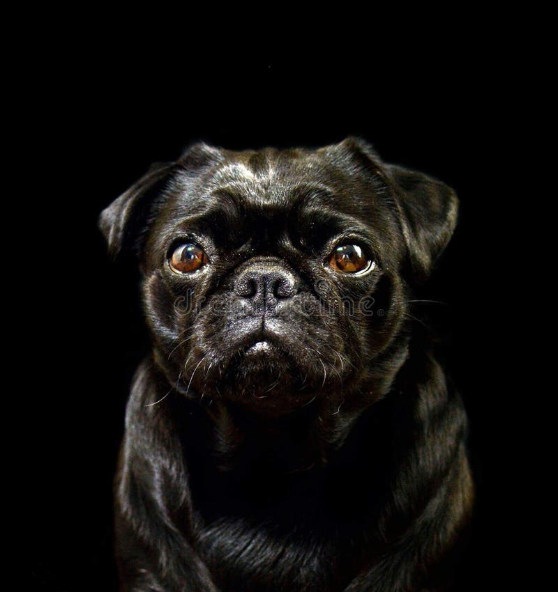 Black Pug Black Background Beautiful Eyes. Stock Image - Image of eyes ...