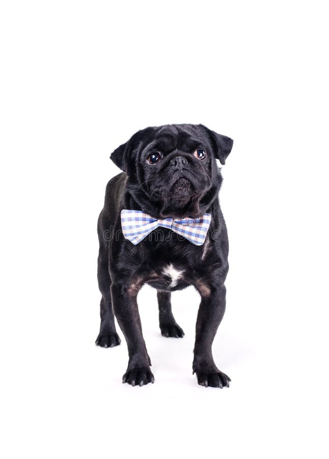 Black pug with a bow tie. stock photo. Image of pedigreed - 40259502