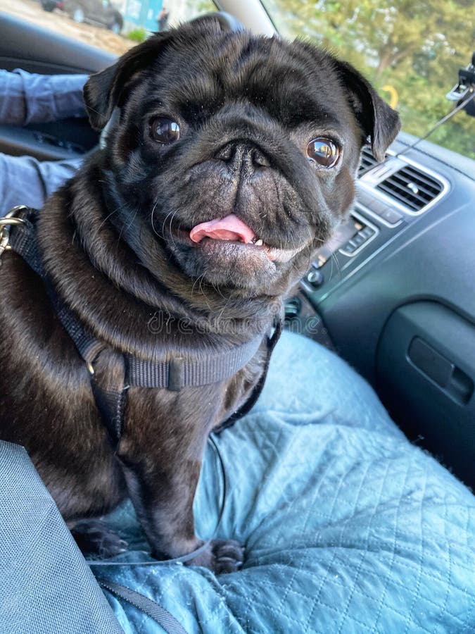 240 Pug Car Photos - Free & Royalty-Free Stock Photos from Dreamstime