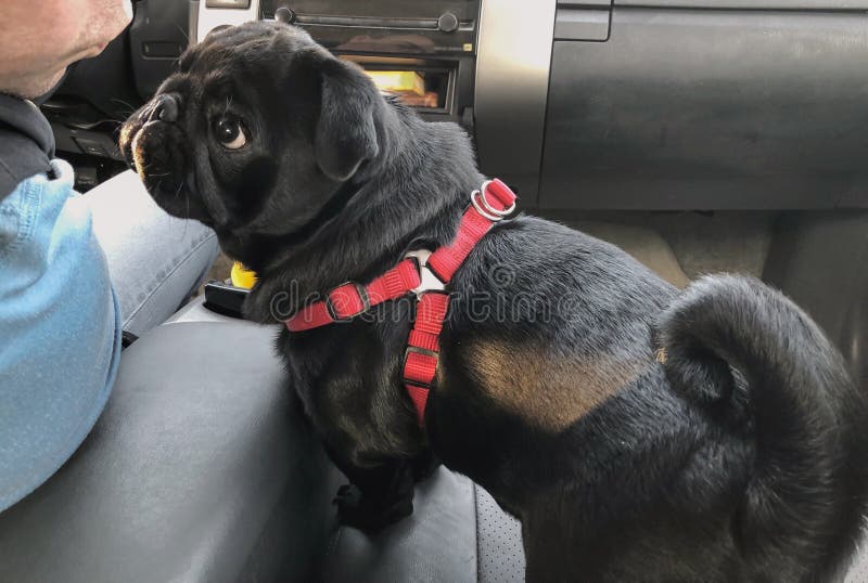 Black Pug in the Car. Pug Sits Next To the Driver Stock Image - Image ...