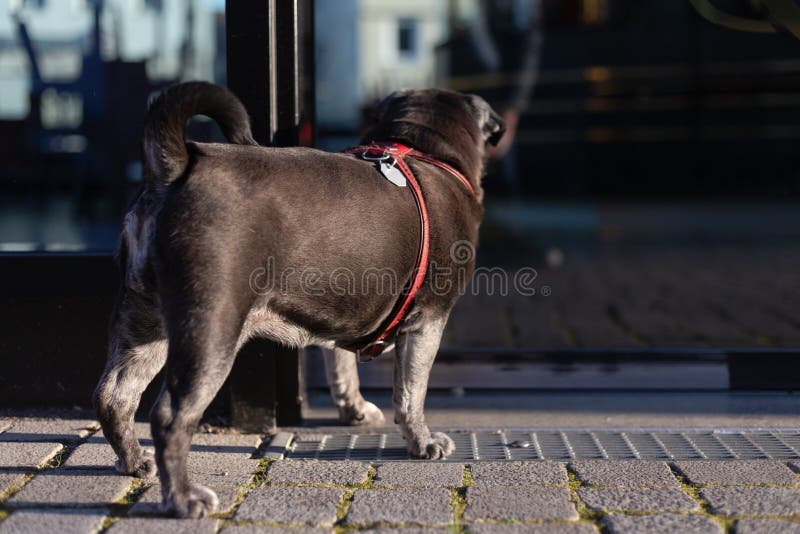 Black pug city walk stock photo. Image of york, expensive - 177896844