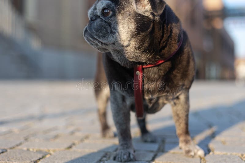 Black pug city walk stock image. Image of person, attached - 177896857