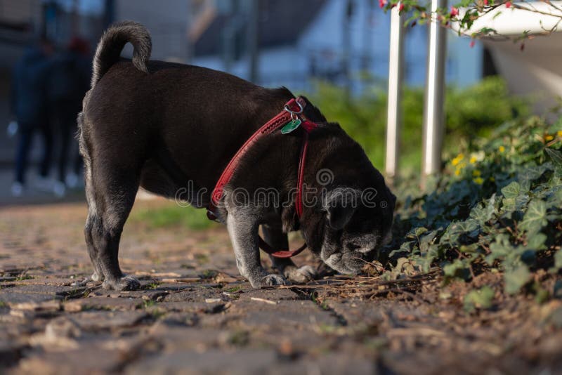 Black pug city walk stock photo. Image of attached, people - 177896858
