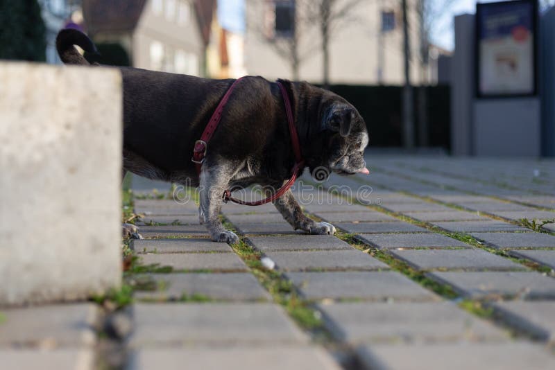 Black pug city walk stock photo. Image of pace, leash - 177896870