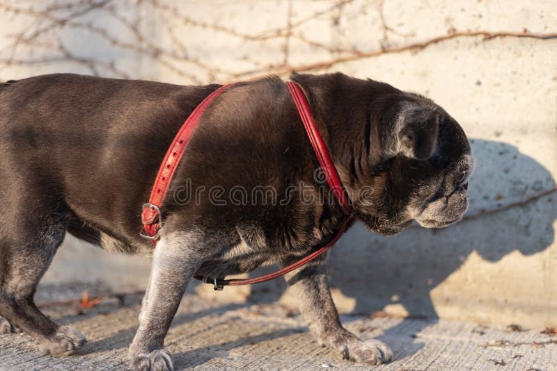 Black pug city walk stock photo. Image of pace, city - 177896890