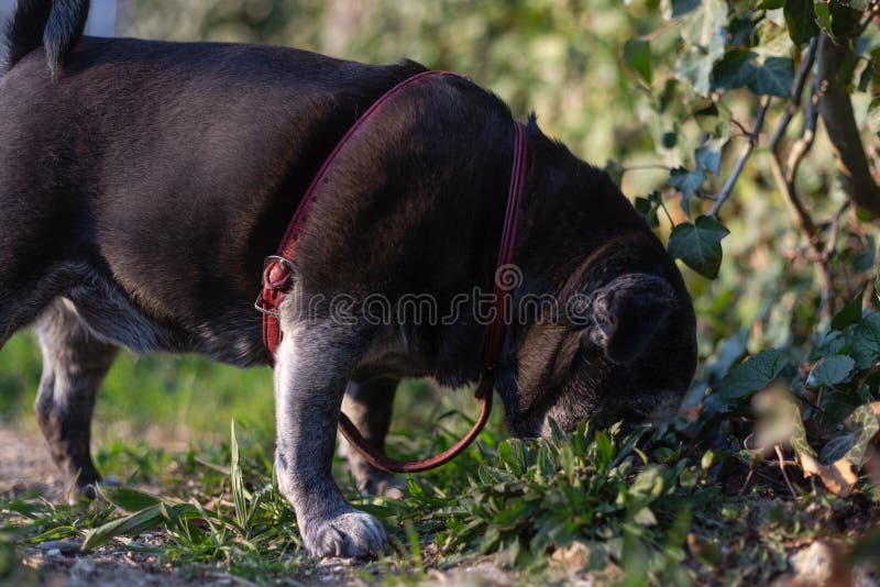 Black pug city walk stock image. Image of walk, breed - 177896911