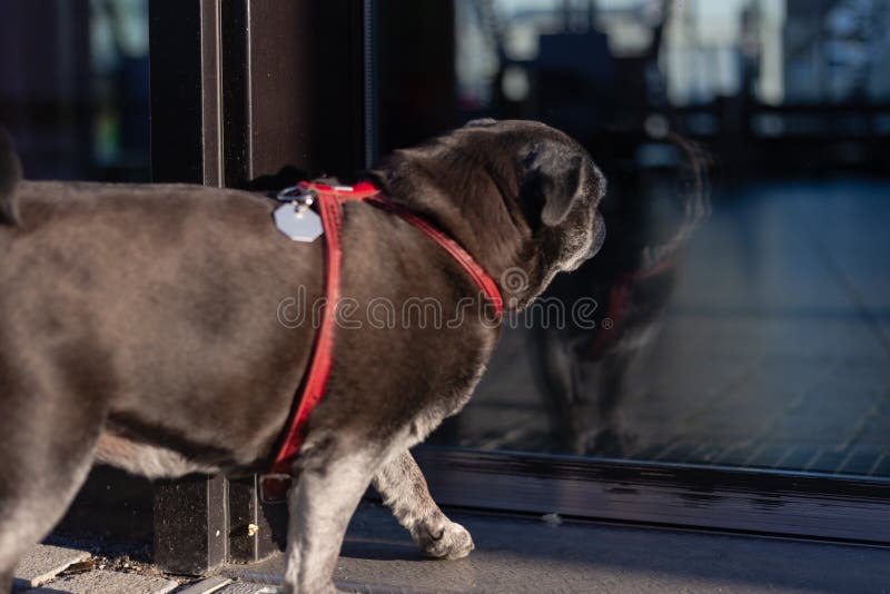 Black pug city walk stock photo. Image of person, canines - 177896968