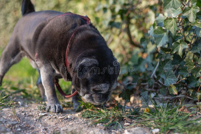 Black pug city walk stock photo. Image of people, pets - 177896972