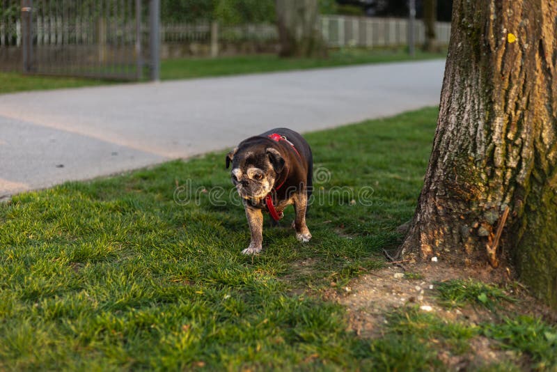 Black pug city walk stock photo. Image of sneakers, outdoor - 177897040