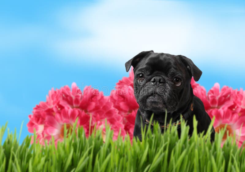 82+ Black pug Free Stock Photos - StockFreeImages