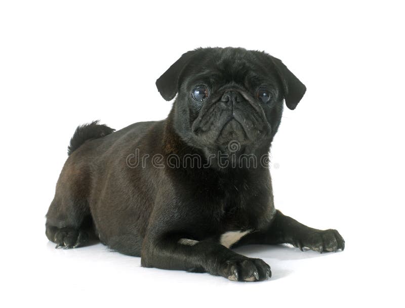 Pug Puppy Sitting in Profile. Stock Photo - Image of muzzle, studio ...