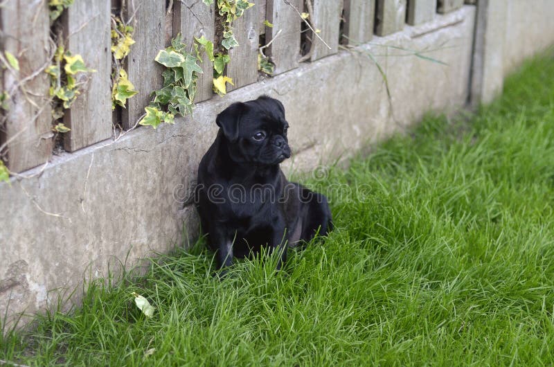 Black pug thinking stock image. Image of running, nugget - 76671355