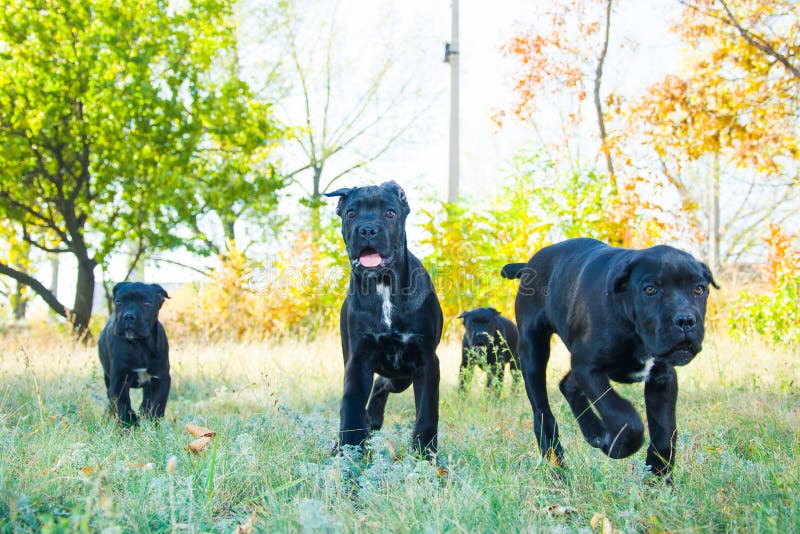 Black Puppies Run and Play in the Meadow Stock Image - Image of view ...