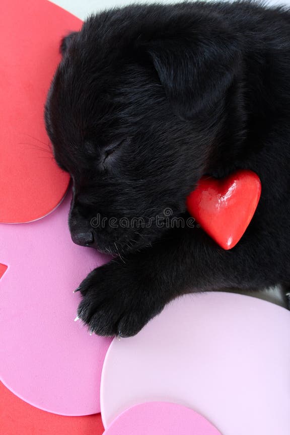 Black puppy stock image. Image of decorative, rottweiler - 22869501