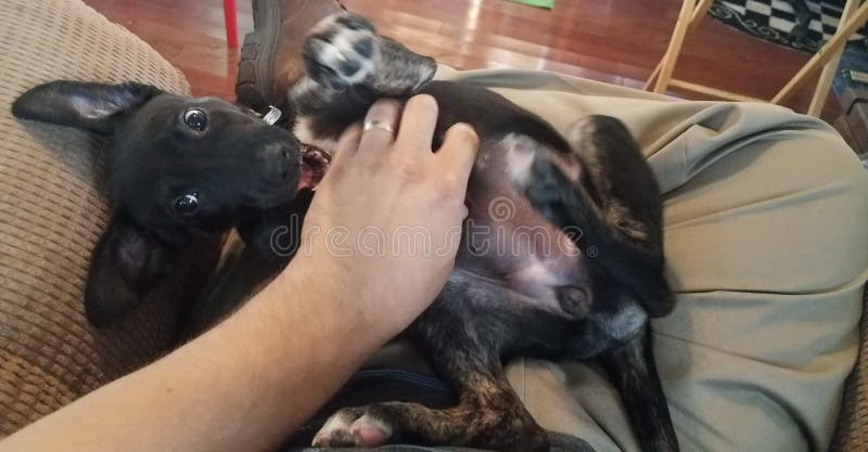 Black Puppy Dog Biting and Playing on Lap with Brown Pants Stock Photo ...