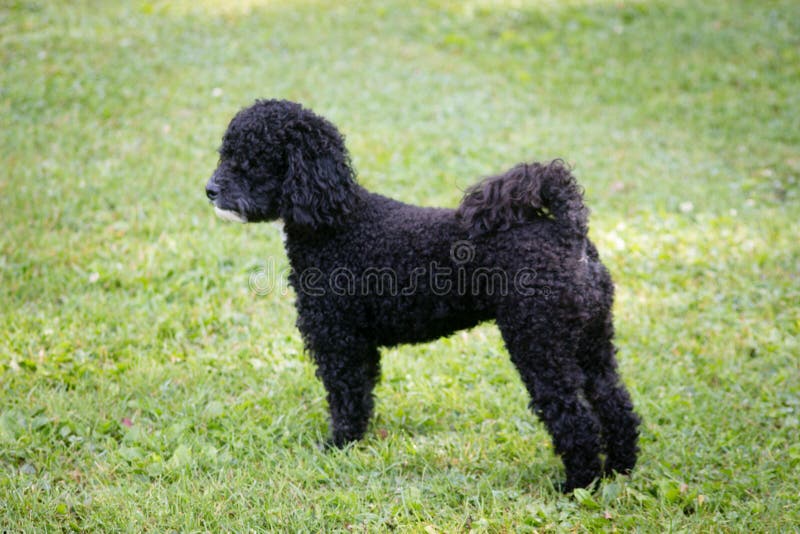 159 Shitsu Stock Photos - Free & Royalty-Free Stock Photos from Dreamstime