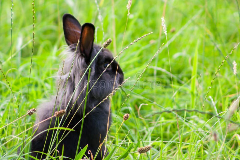 Black Purebred Rabbit in the Grass. Stock Photo - Image of nature ...