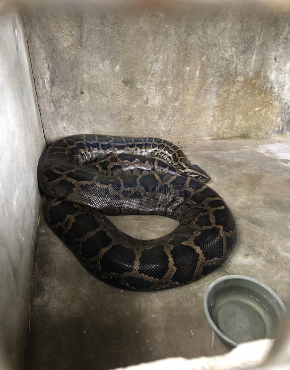 Black python stock image. Image of blood, wildlife, python - 170995229