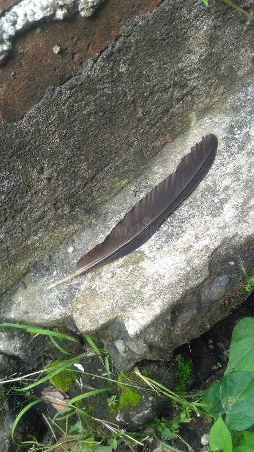 Black Quill or Feather in the Wall Stock Image - Image of abstract ...