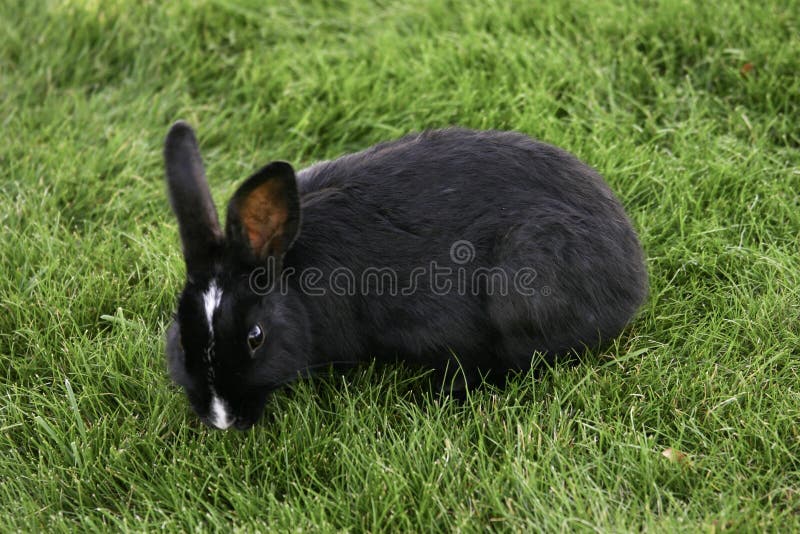 Black rabbit stock photo. Image of feed, color, outdoor - 11304128
