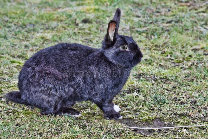Black Rabbit stock image. Image of grass, field, wilderness - 14481949