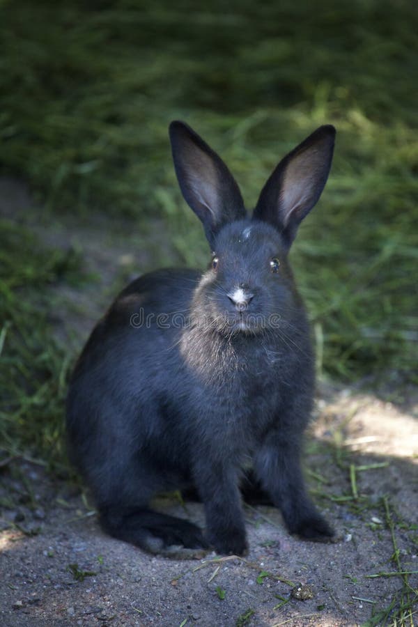Black rabbit stock image. Image of fluff, tail, single - 20076263
