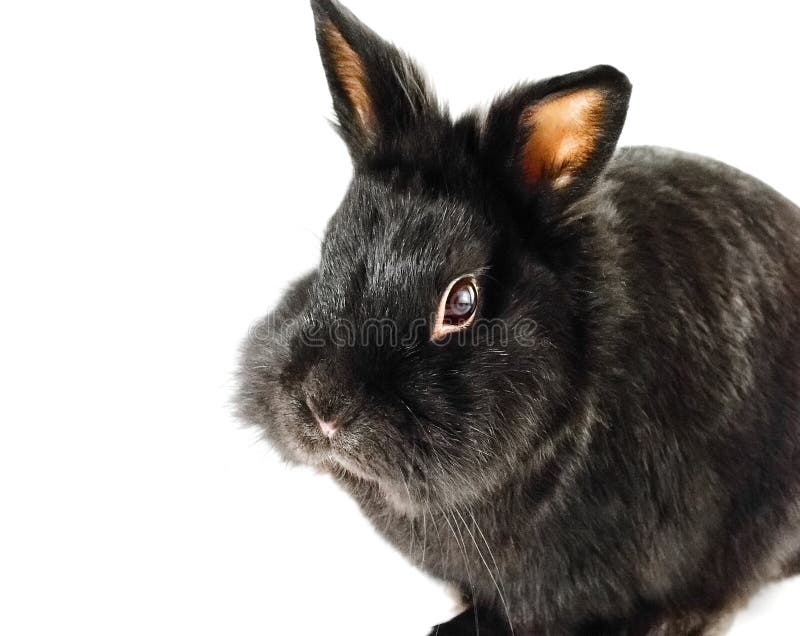 Black rabbit. stock photo. Image of little, mammal, fauna - 22367110