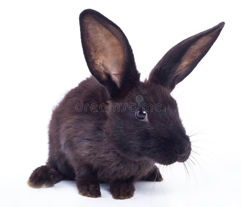 Bunny Rabbit stock photo. Image of foreign, african, mammals - 2076066
