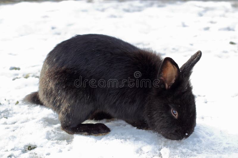 Big rabbit on snow stock image. Image of cold, sitting - 29088187