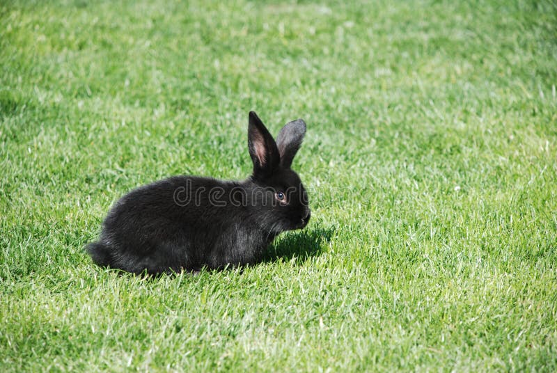 Black rabbit stock image. Image of animal, rabbit, listen - 5345437