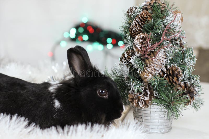 Black Rabbit As Symbol 2023 and Christmas Tree Stock Image - Image of ...