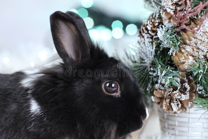 Black Rabbit As Symbol 2023 and Christmas Tree Stock Image - Image of ...