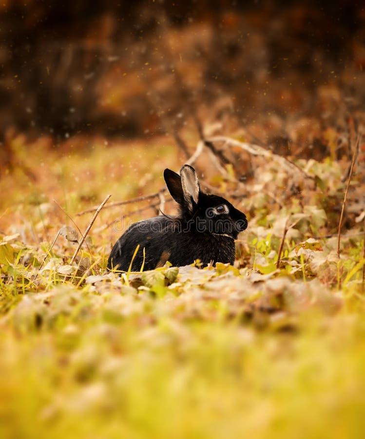 Black Rabbit in autumn stock image. Image of wild, black - 81191123