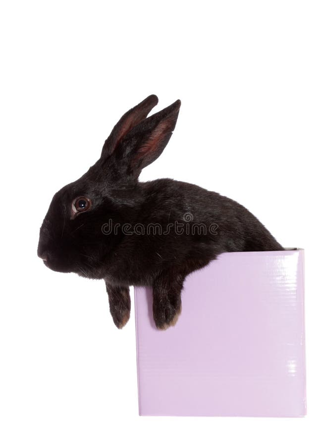 Black baby rabbit stock image. Image of camera, black - 8901653
