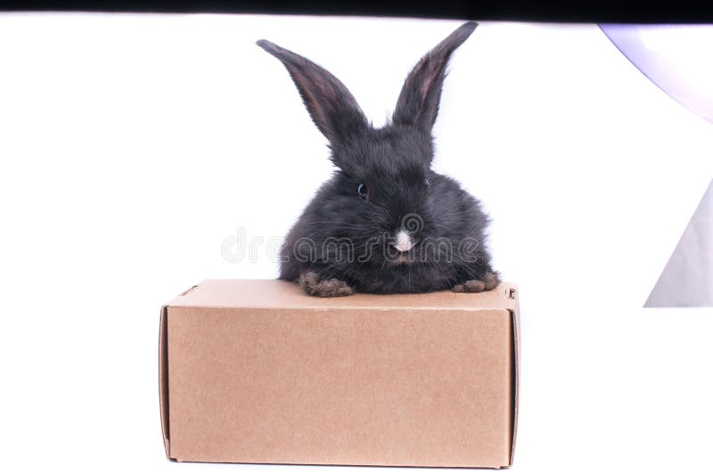 Rabbit on a White Background Stock Photo - Image of horizontal, animal ...