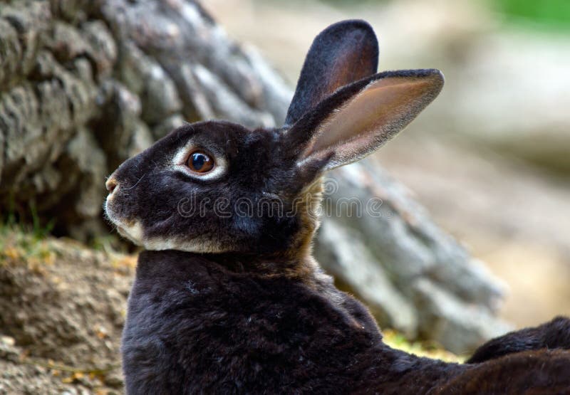Black rabbit stock image. Image of small, black, white - 55660487