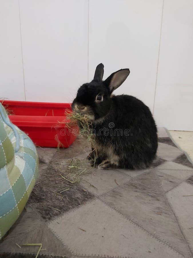 Black rabbit eating hay stock image. Image of bunny - 254421587