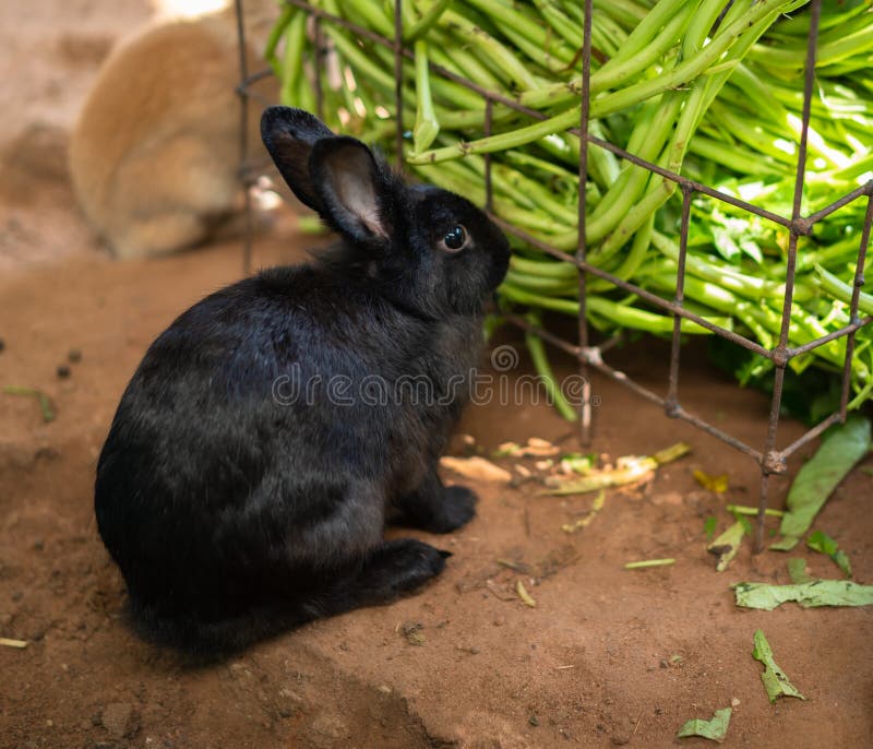 Black Rabbit Eating Morning Glory Stock Photo - Image of mammal, baby ...