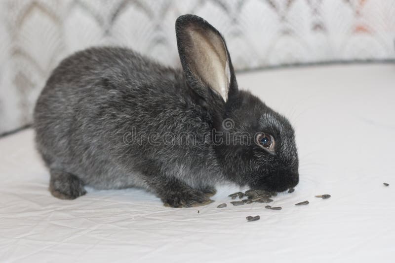 Black Rabbit Eats Seeds of Sunflower Seeds. Stock Photo - Image of love ...