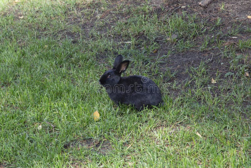 A Black Rabbit on a Farm is Grazing in a Meadow Stock Image - Image of ...