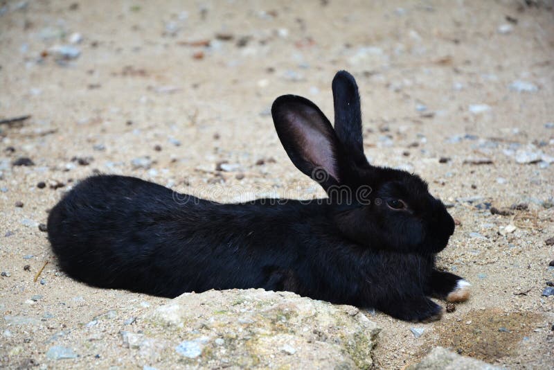 Black Rabbit stock photo. Image of feed, eating, animal - 43992758