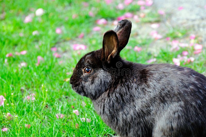 A Black Rabbit with Flowers in a Lawn Stock Image - Image of watch ...