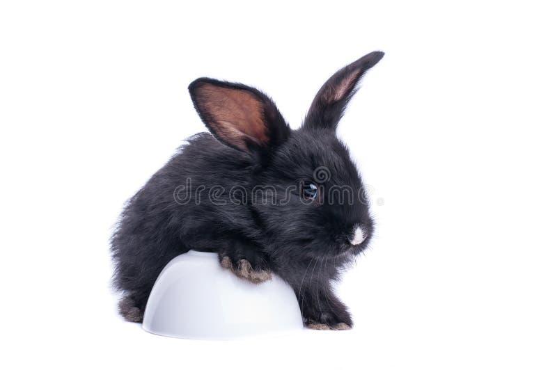 Black Rabbit In Front Of White Background Stock Image - Image of farm ...